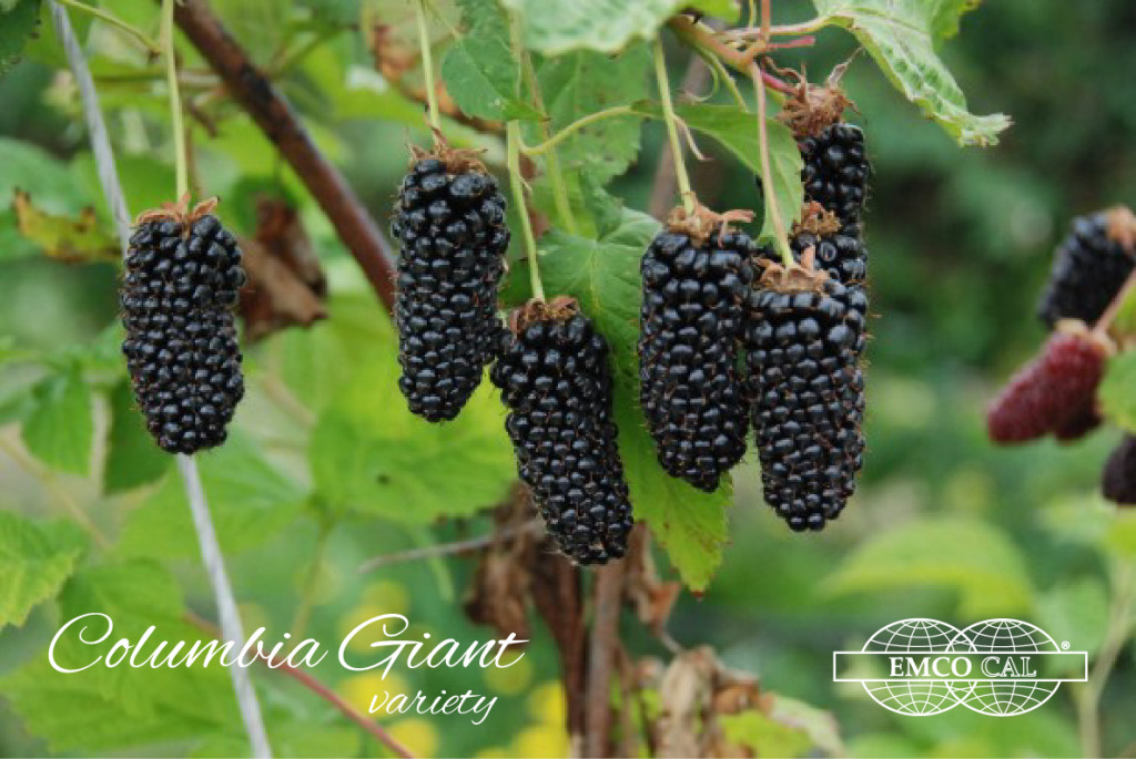 Columbia Giant cv. – EMCO CAL