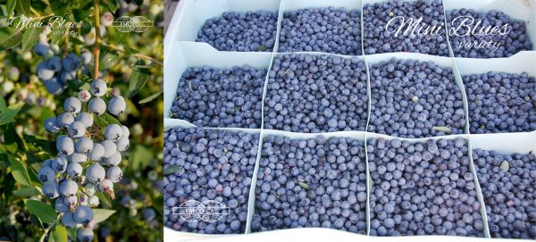 Mini Blues cv. – EMCO CAL