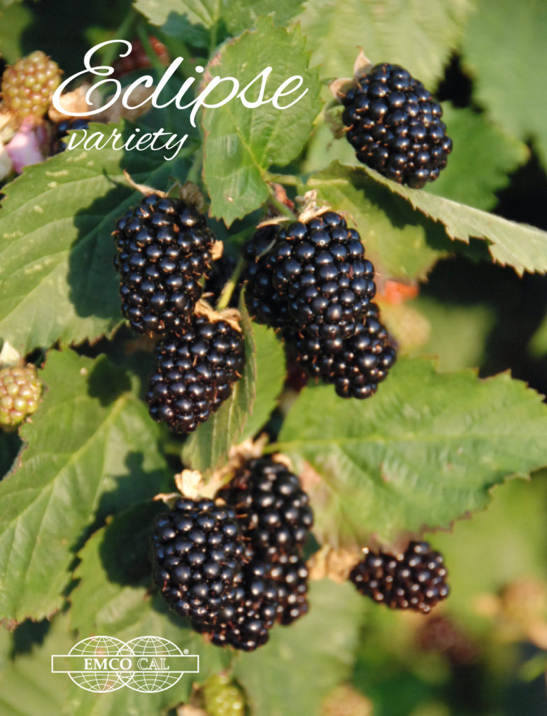 Eclipse cv. – EMCO CAL