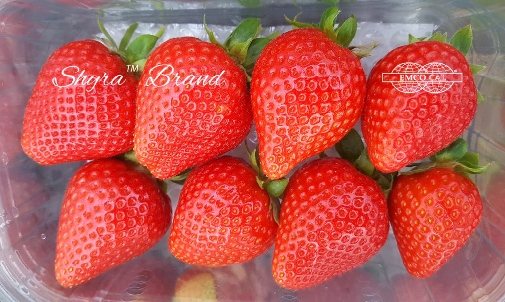 Shyra® (A13 07 cv.) – EMCO CAL