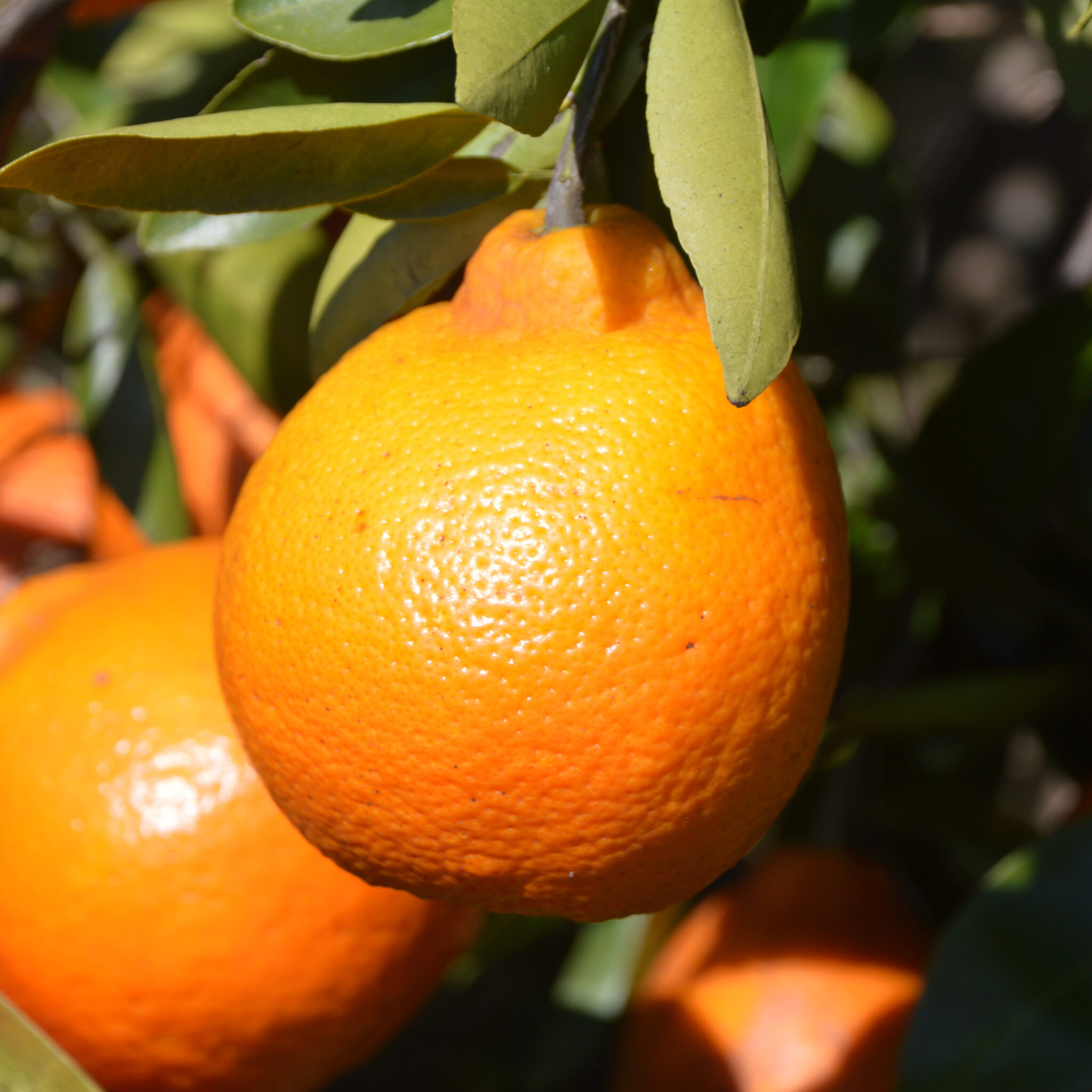 University of Florida – Citrus Breeding Program – EMCO CAL