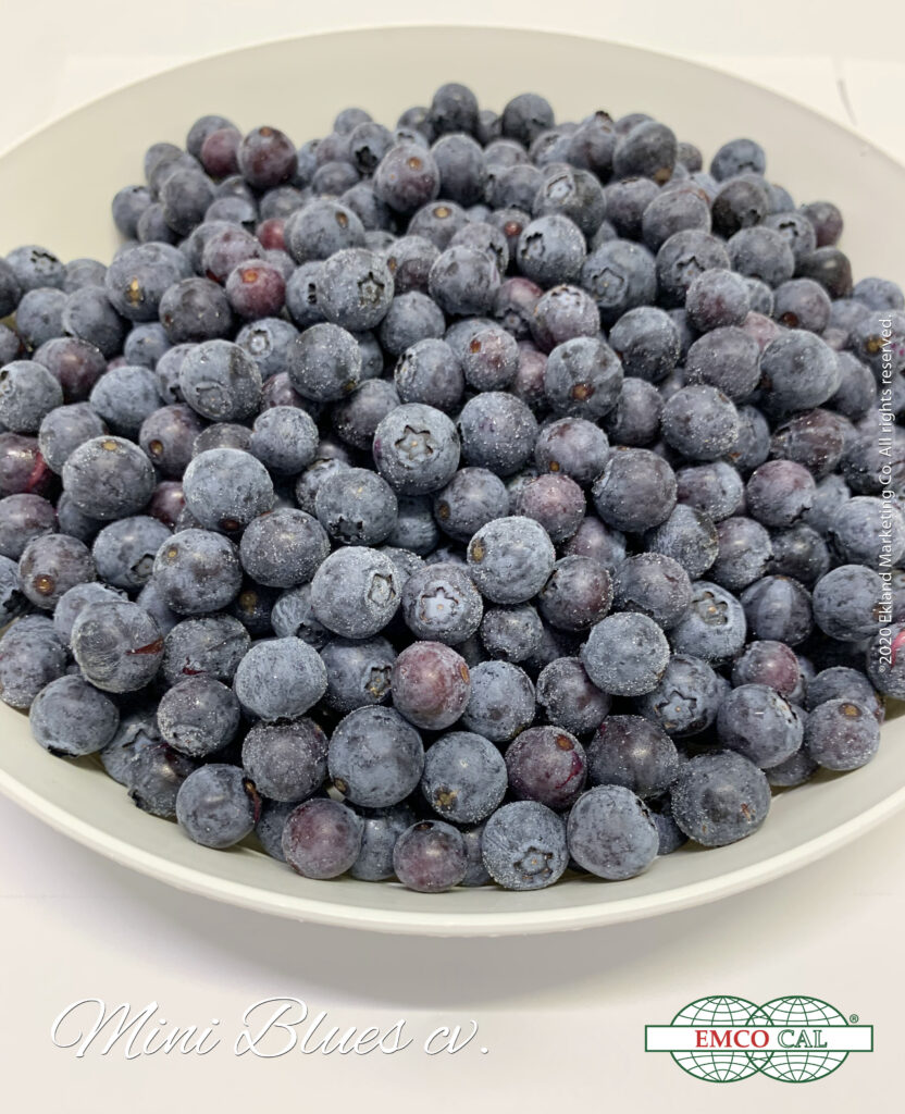 Mini Blues cv. – EMCO CAL