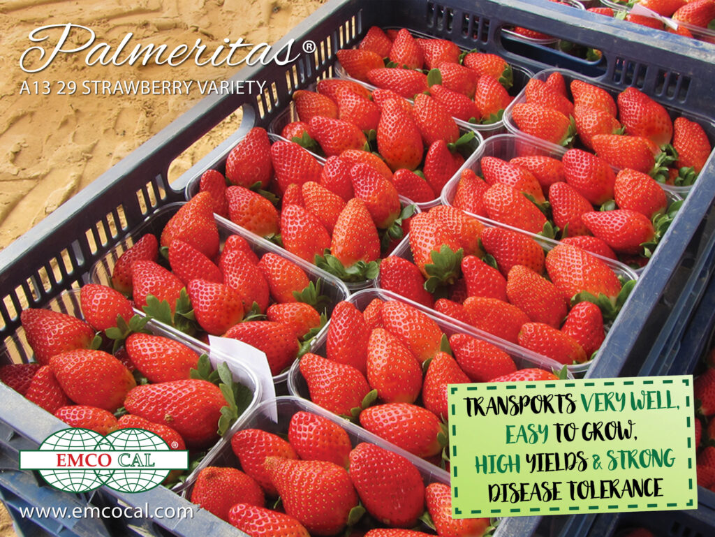 Palmeritas® (A13 29 cv.) – EMCO CAL