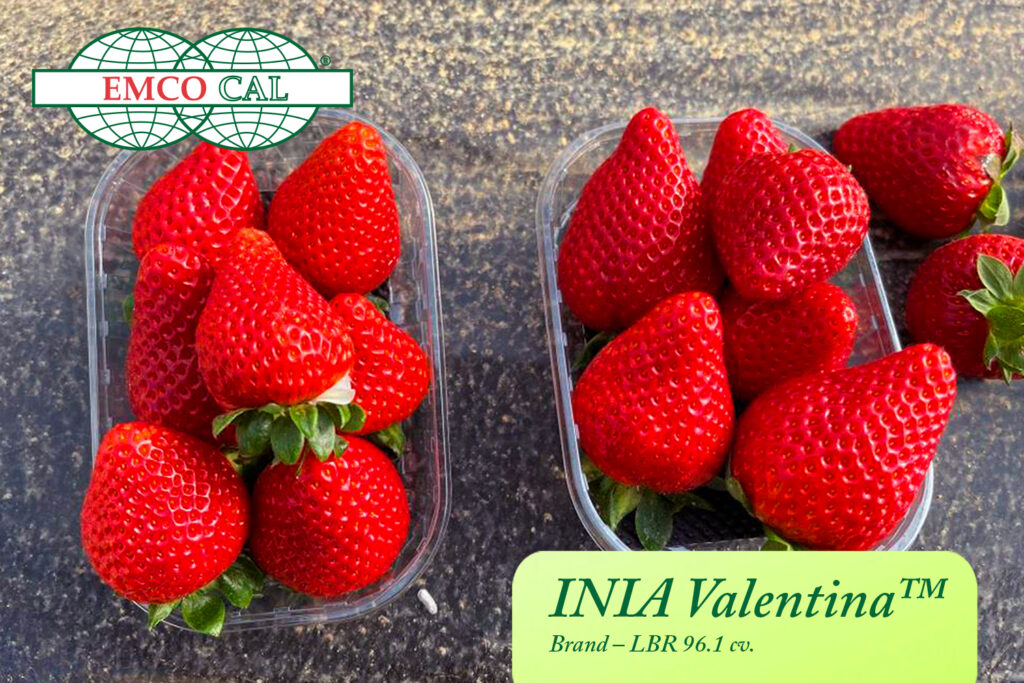 INIA Valentina™ (LBR 96.1 CV.) – EMCO CAL