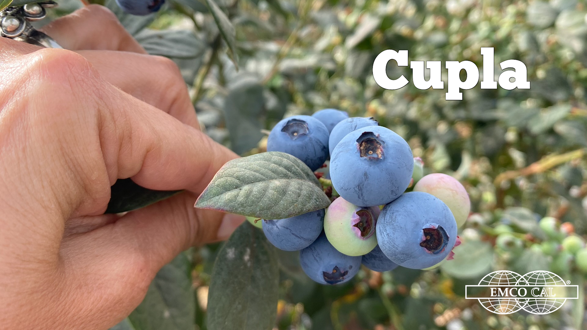 Cupla cv. – EMCO CAL