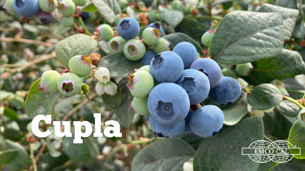 Cupla cv. – EMCO CAL