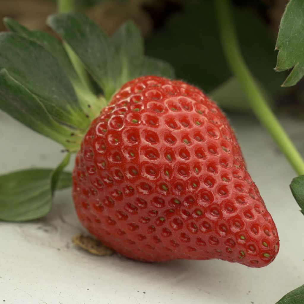 Strawberry Products – EMCO CAL